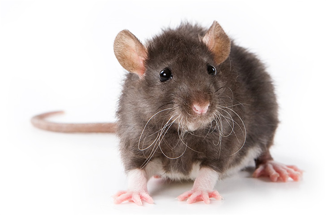 Rats Lakewood Online